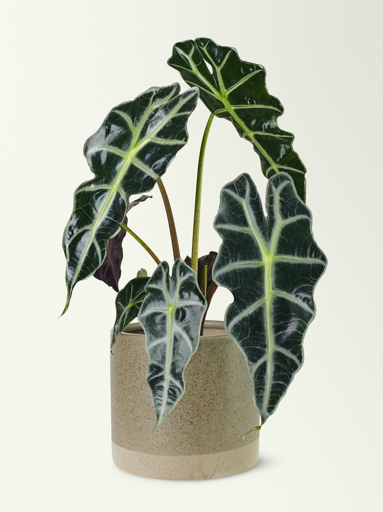 Alocasia 'Portodora' - Plant World London