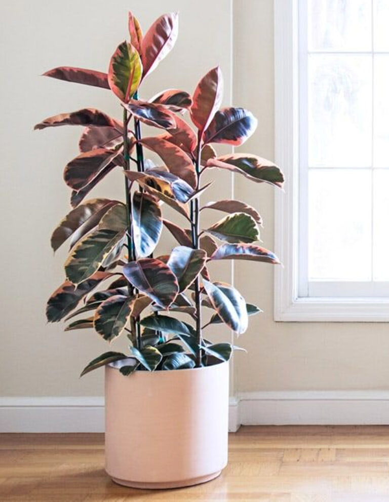 Ficus Elastica 'Belize' - Plant World London