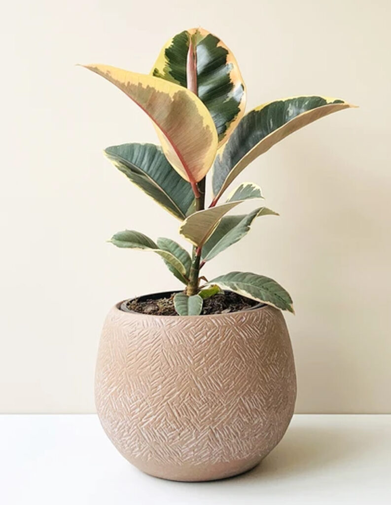 Ficus Elastica 'Belize' - Plant World London