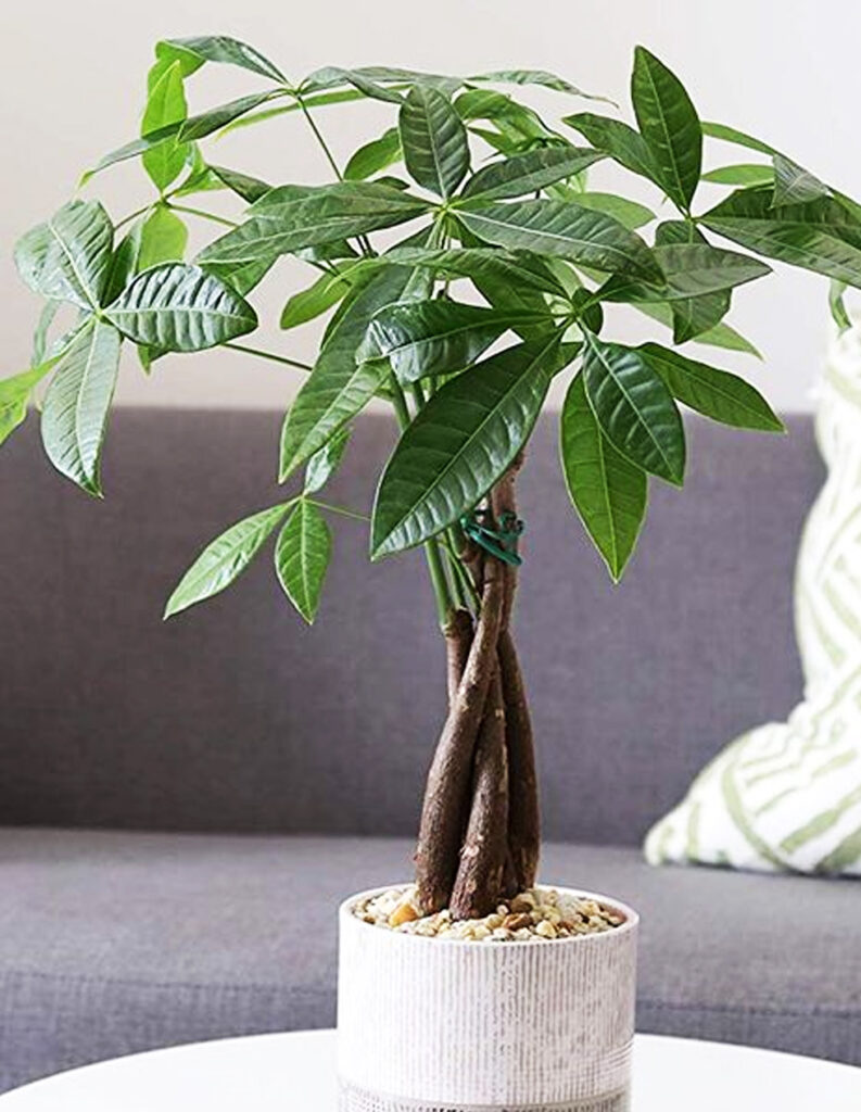 Pachira Aquatica - Plant World London