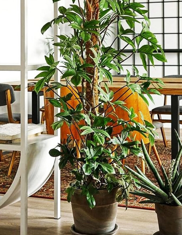 Ficus Elastica 'Belize' - Plant World London
