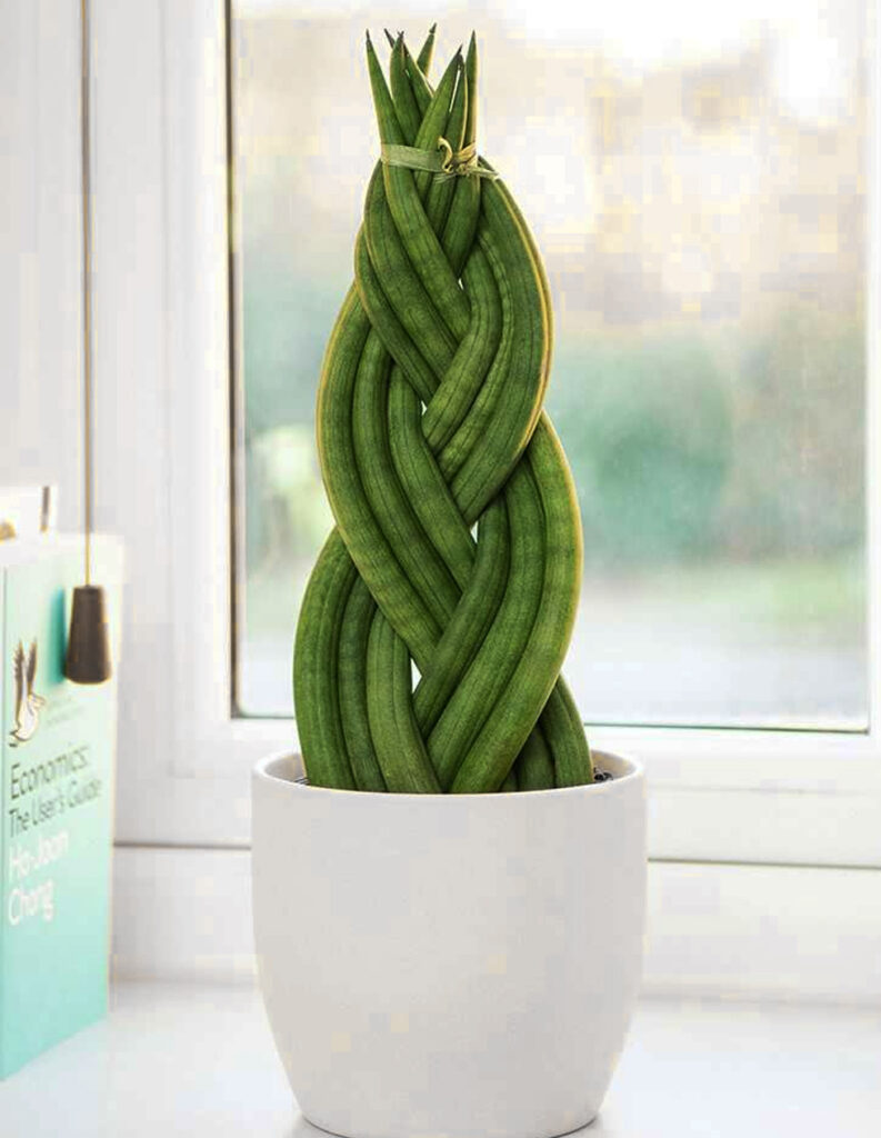 Sansevieria Cylindrica Twist - Plant World London