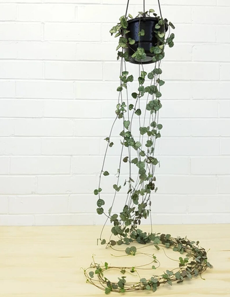 Hanging Trailing - Plant World London