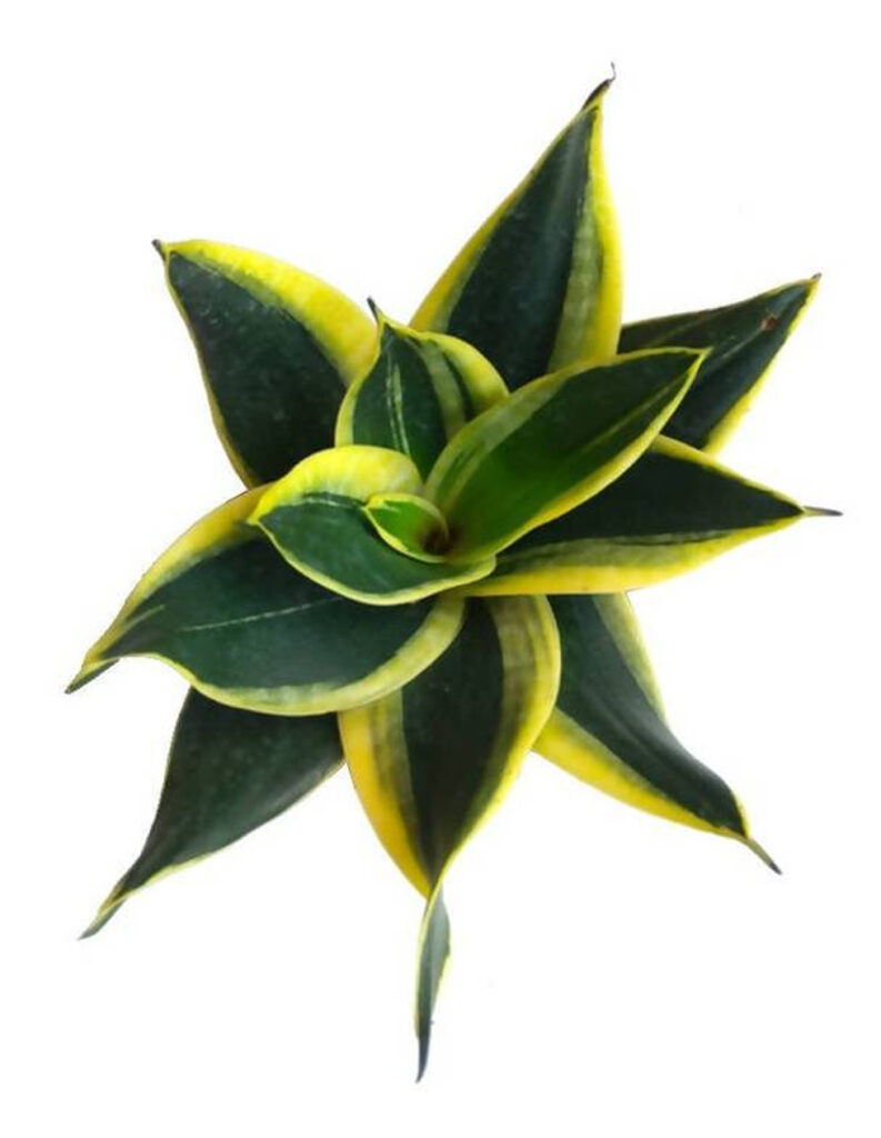 Sansevieria Trifasciata 'Golden Hahnii' - Plant World London