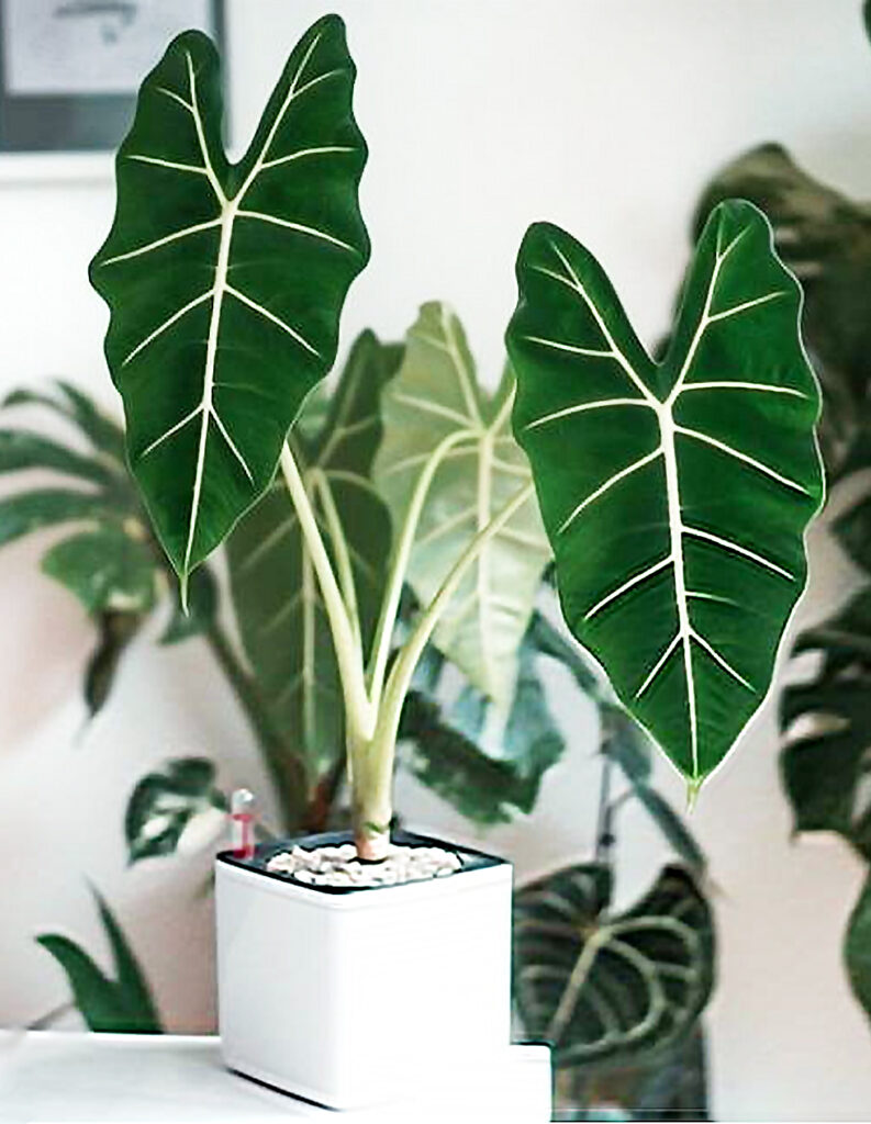 Alocasia Frydek - Plant World London