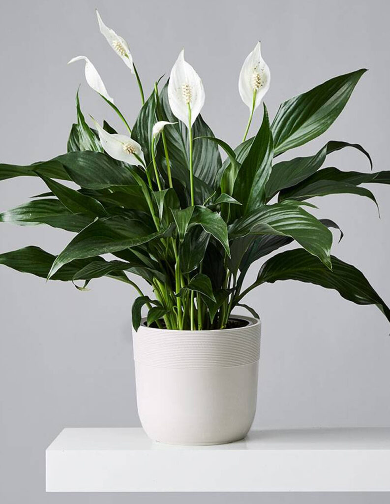 Spathiphyllum 'Sweet Lauretta' - Plant World London