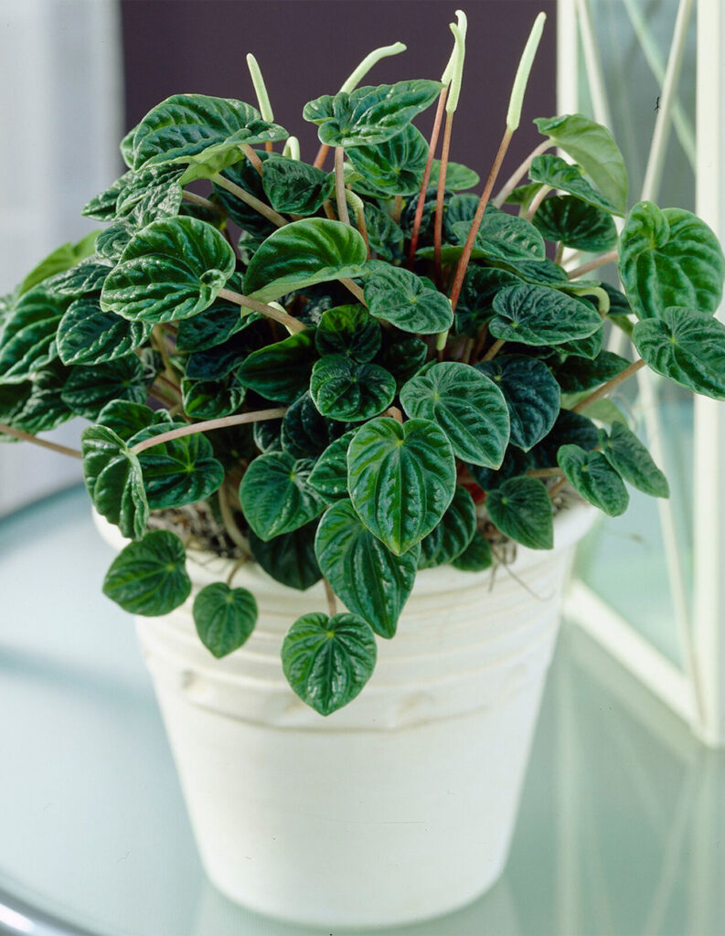 Peperomia Caperata 'Lilian' - Plant World London