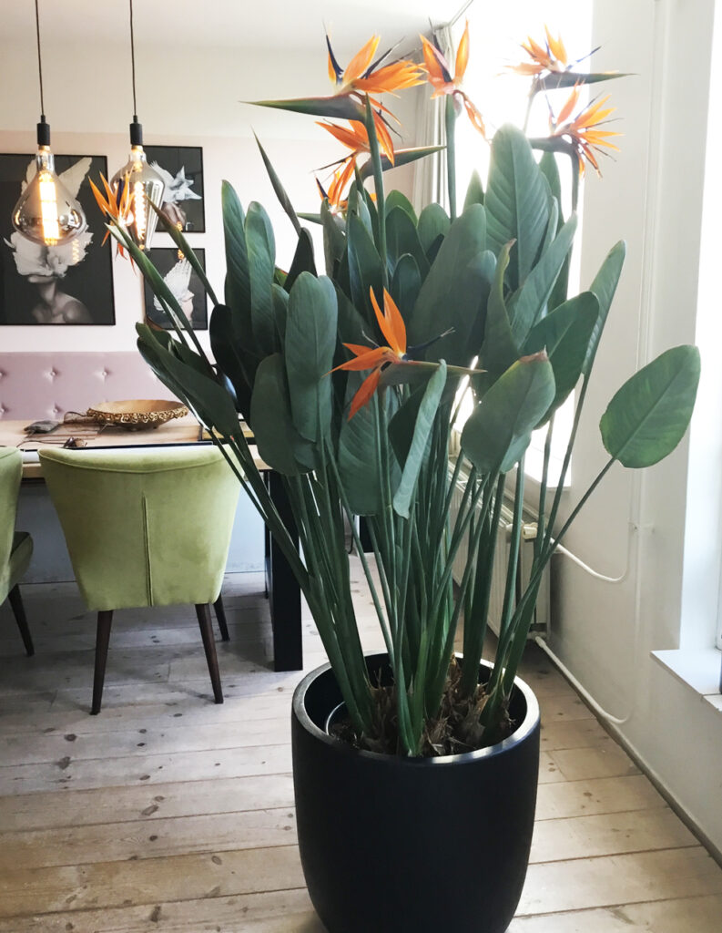 Strelitzia Reginae - Plant World London