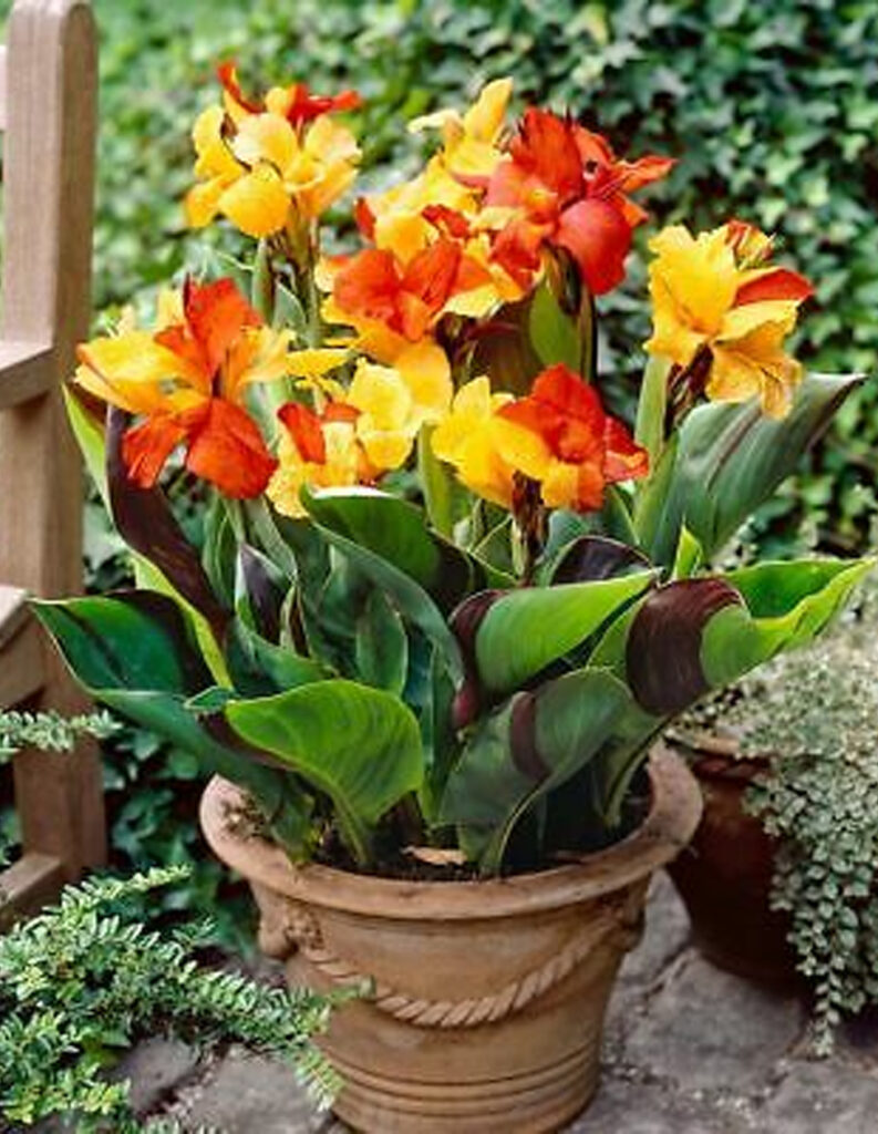 Canna Cleopatra - Plant World London