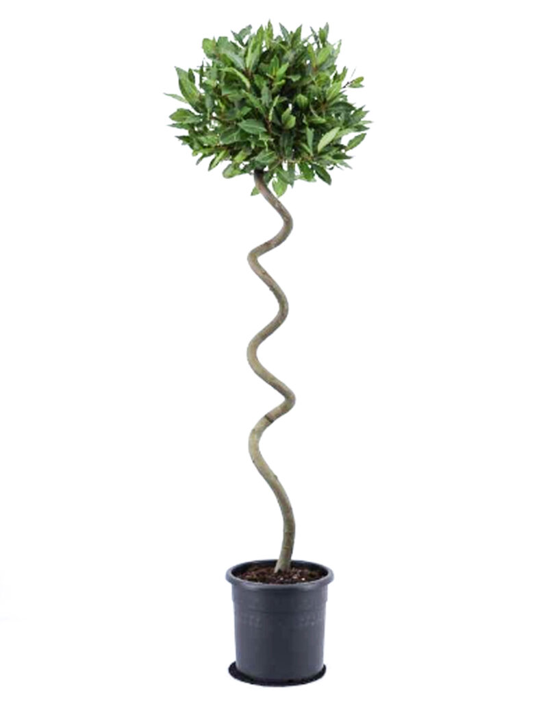 Laurus Nobilis Corkscrew - Plant World London