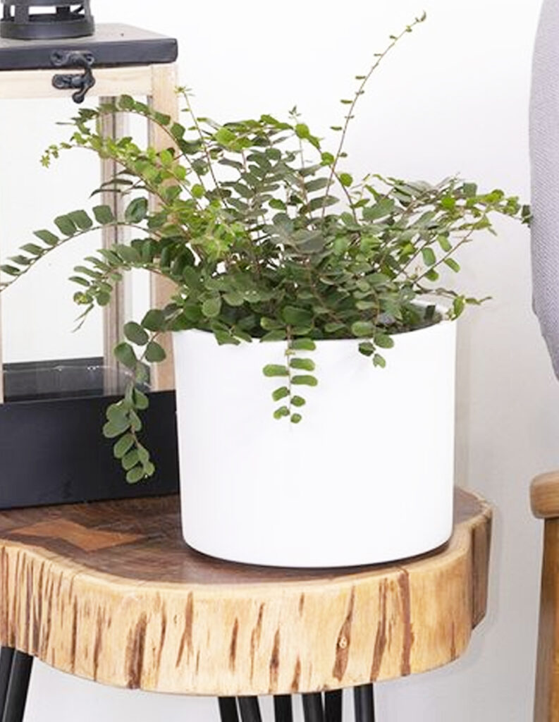 Canna Cleopatra - Plant World London