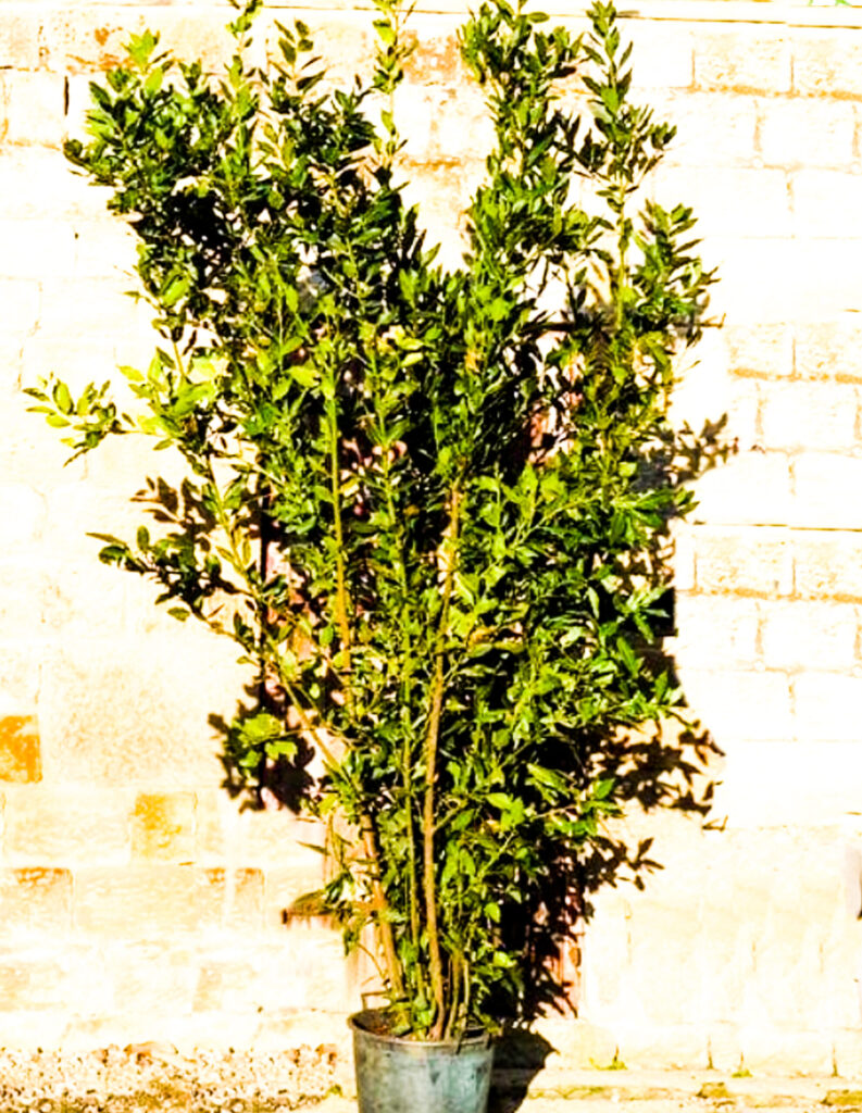 Laurus Nobilis Bushy - Plant World London
