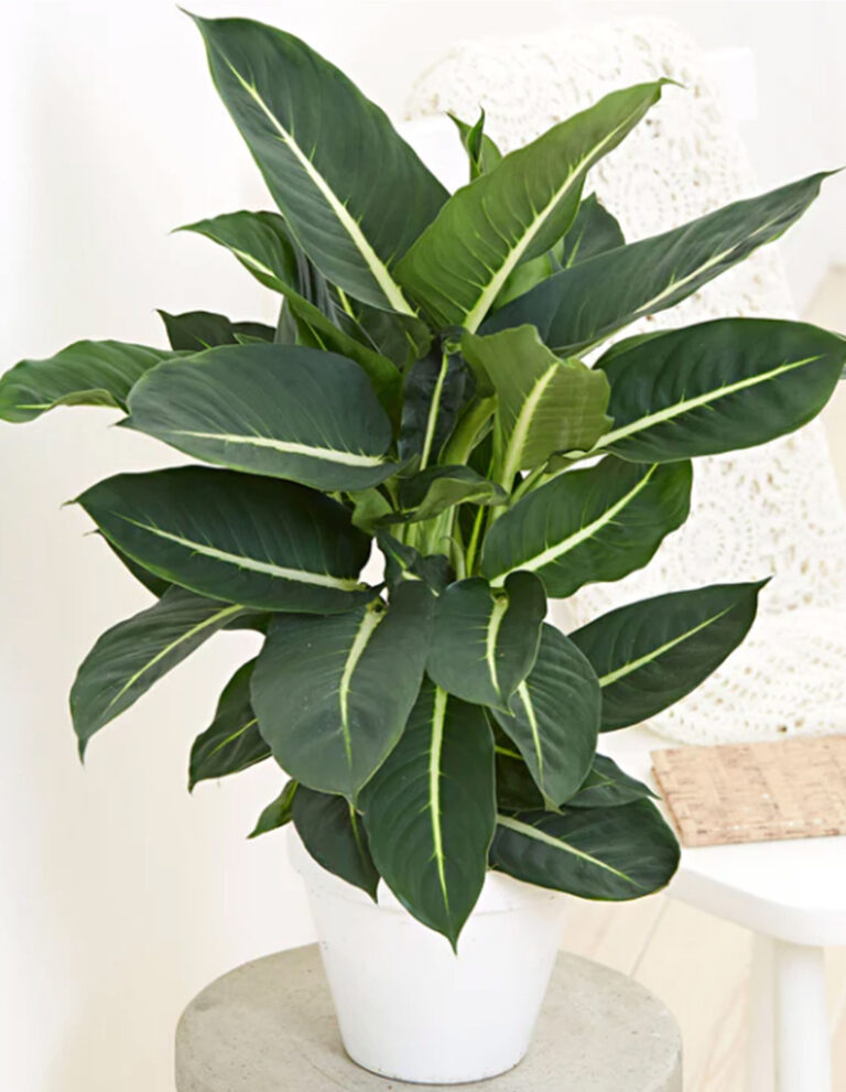 Dieffenbachia Vesuvius - Plant World London