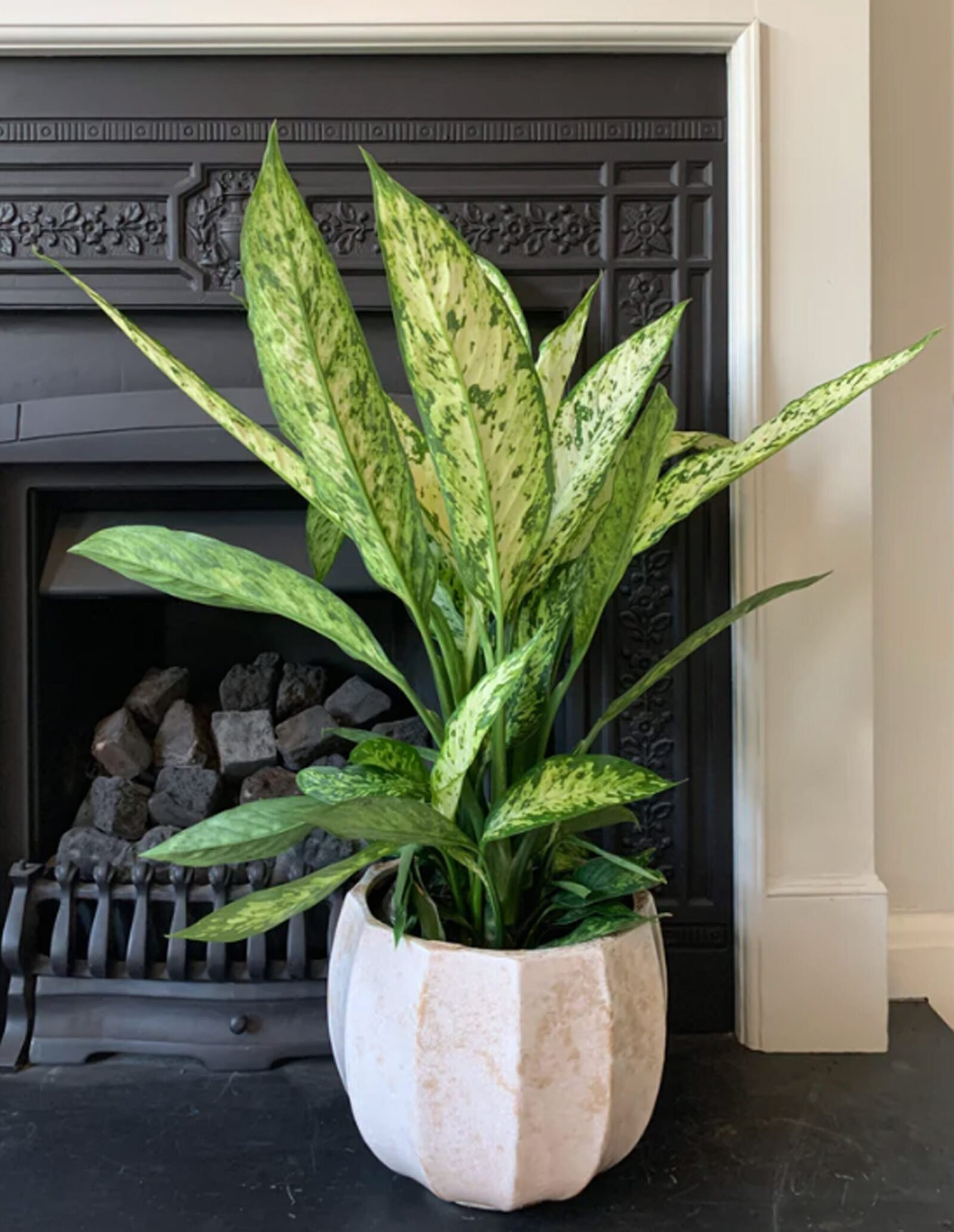 Dieffenbachia 'Green Magic' - Plant World London