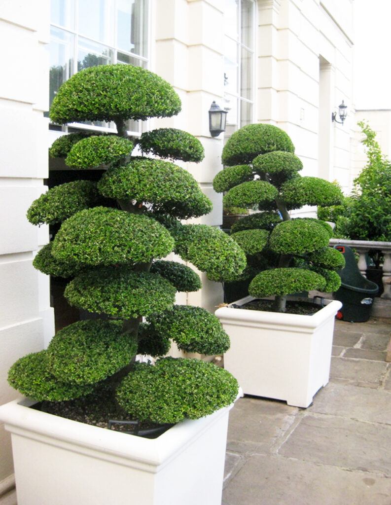 Ilex Crenata Kinme Japanese Style - Plant World London